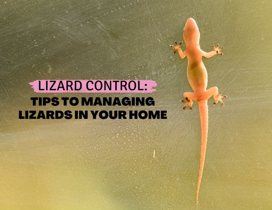 Lizard Control: Tips to Managing Lizards in Your Home