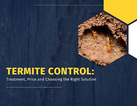Top Termite Control Solutions in Singapore | Bingo Pest