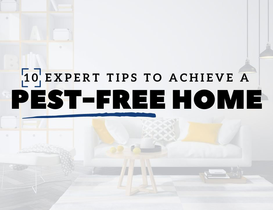 10 Expert Tips to Achieve a Pest-Free Home. Bingo Pest SG