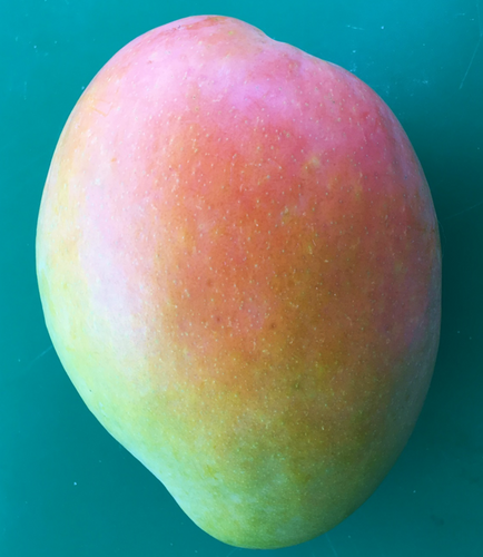 Edward | Tropical Acres Farms