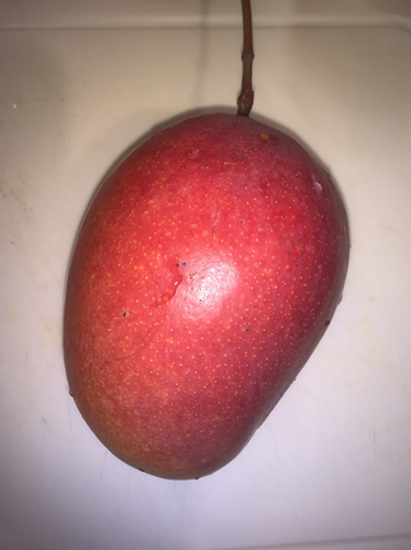 Ambika | Tropical Acres Farms