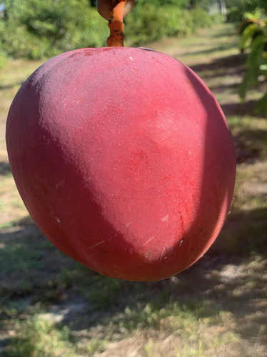 Crimson Delight | Tropical Acres Farms