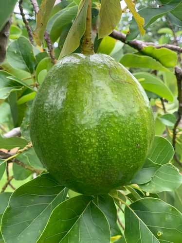 Improved Pollock | Tropical Acres Farms