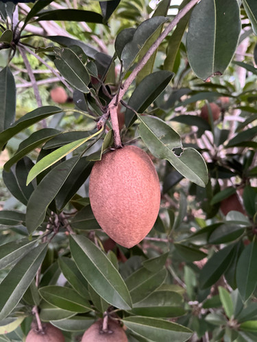 Alano | Tropical Acres Farms