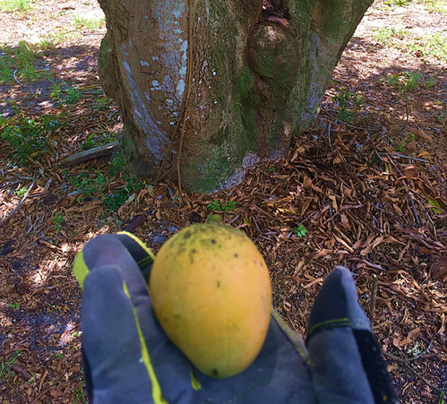 Turpentine | Tropical Acres Farms