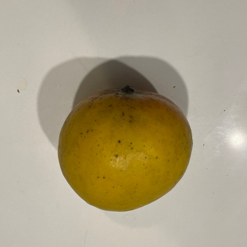 Royal Special/Punasa | Tropical Acres Farms