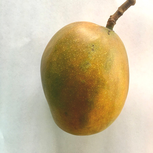 Nelson | Tropical Acres Farms