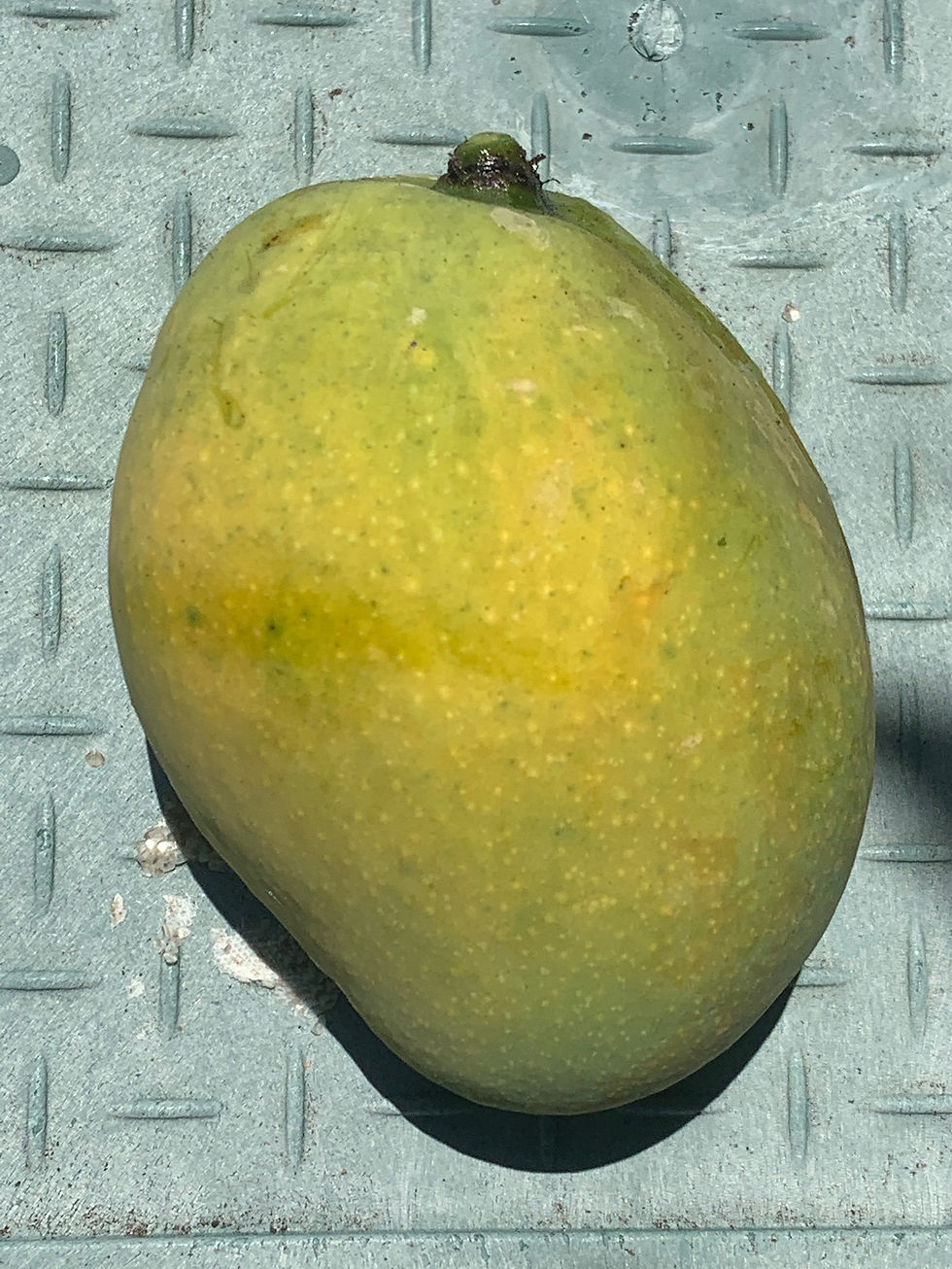 MANGOS | Tropical Acres Farms