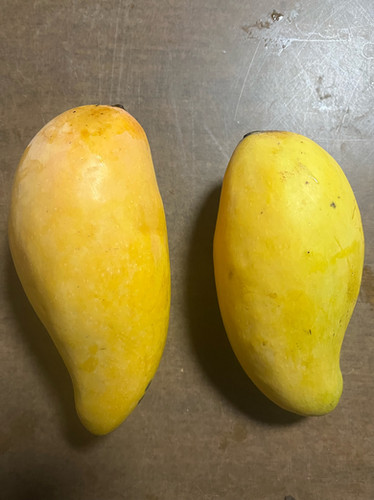 Hong Sa | Tropical Acres Farms