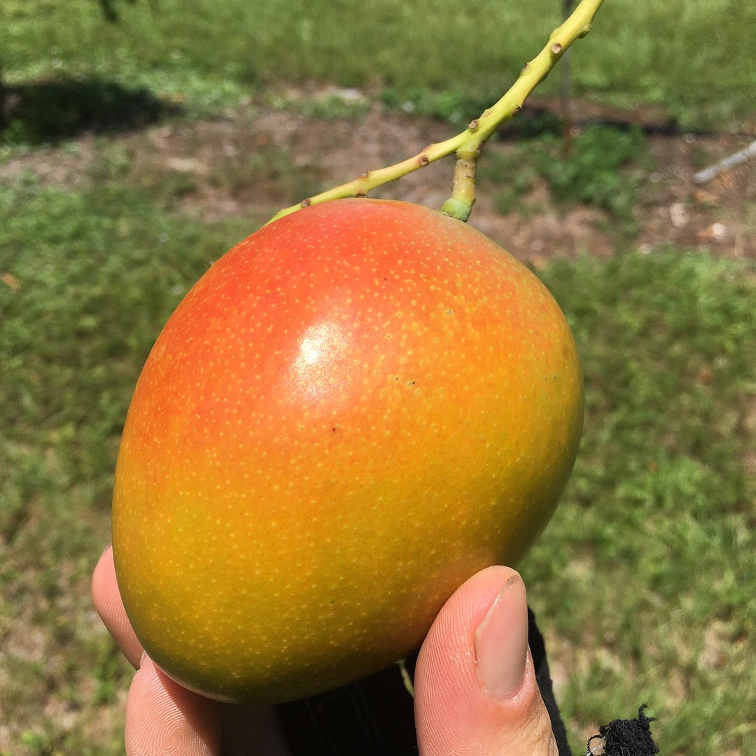 Honey Kiss | Tropical Acres Farms