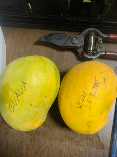 Guava | Tropical Acres Farms