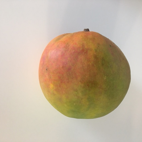 Venus | Tropical Acres Farms