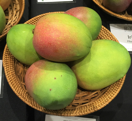 Super Alphonso/Zill 36-8(India) | Tropical Acres Farms