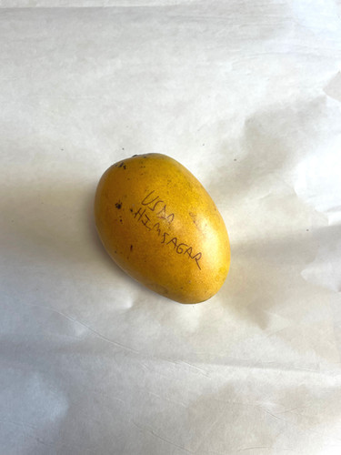 USDA Himsagar | Tropical Acres Farms