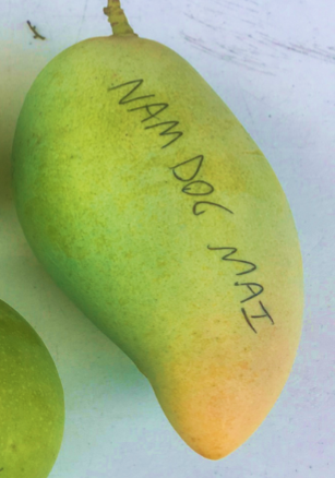 Nam Doc Mai #4 | Tropical Acres Farms