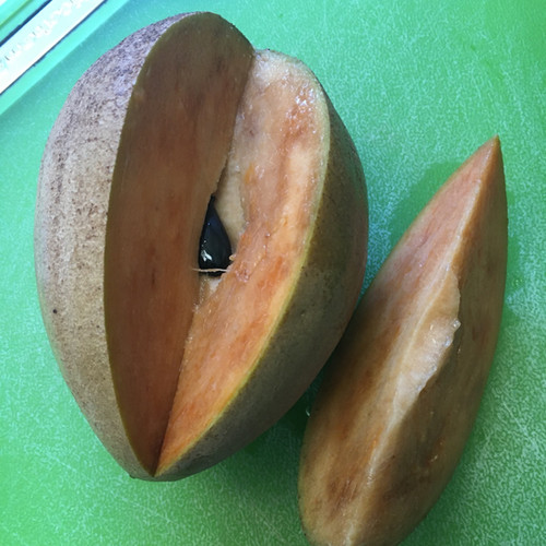 Gigantia | Tropical Acres Farms