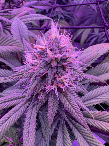 Apple Blossom | Ambrogi Acres