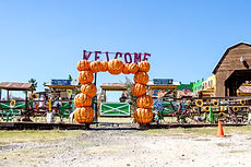 Yesterland Farm | Canton, TX | Home