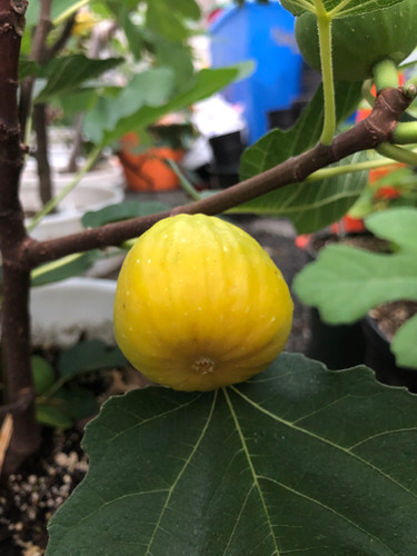 LSU Gold | Coastal Fig Company