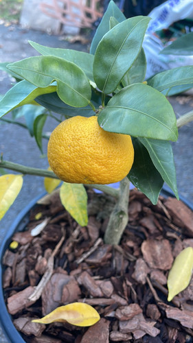 Ichandrin Yuzu | Coastal Fig Company