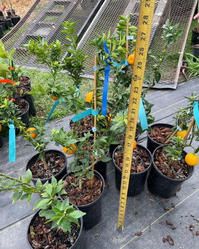 Chinotto Sour Orange | Coastal Fig Company