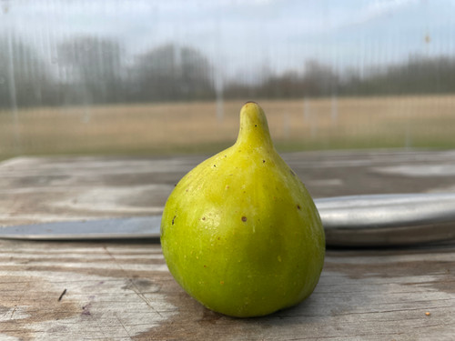 Atreano | Coastal Fig Company