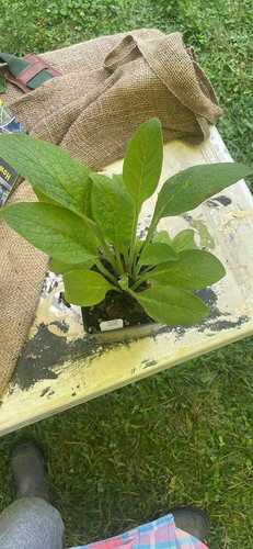 Comfrey Bocking 14 | Coastal Fig Company