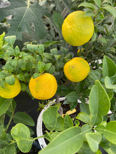 Ichandrin Yuzu | Coastal Fig Company