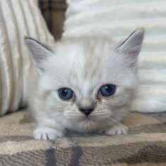 Kittens For Sale | Kittycouture | United States, Available Kittens