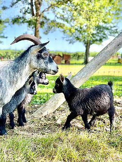 Home | Lookout Farm in South Natick MA