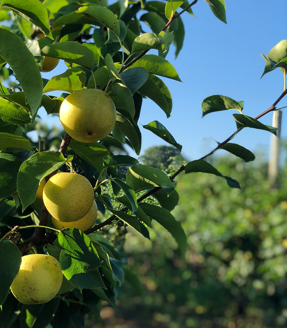 Home | Lookout Farm in South Natick MA