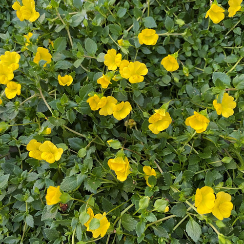 Mecardonia, Gold Dust - 1250 | GREENHOUSE EFFECTS