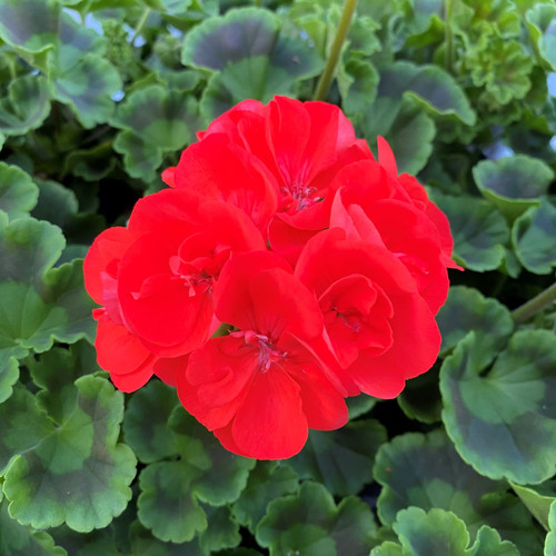 Geranium, Orange Splash - 1205 | GREENHOUSE EFFECTS
