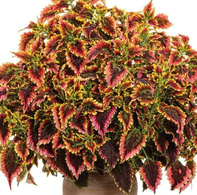 Coleus, Colorblaze El Brighto - 3125 | GREENHOUSE EFFECTS