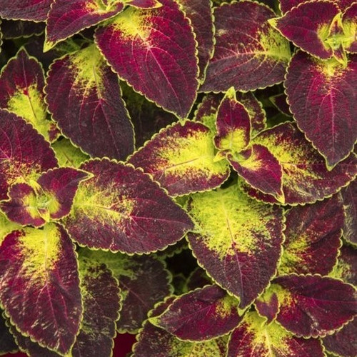 Coleus, Colorblaze Dipt in Wine - 1120 | GREENHOUSE EFFECTS