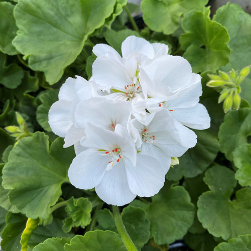 Geranium, Tango White - 1207 | GREENHOUSE EFFECTS