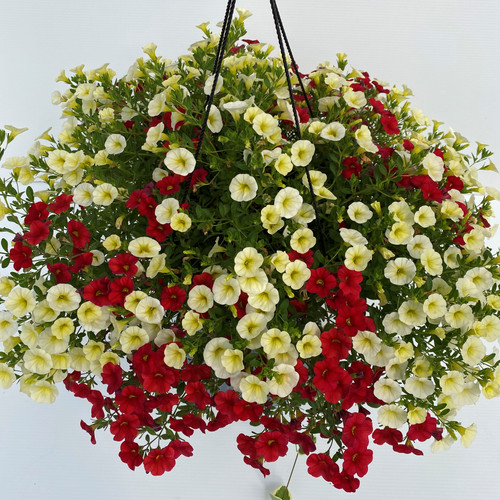 Hanging Basket: Red, Double Chiffon, Trailing Mint - 3009 | GREENHOUSE ...
