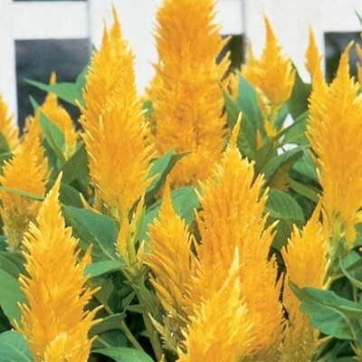 Celosia, Fresh Look Yellow - 1102 | GREENHOUSE EFFECTS