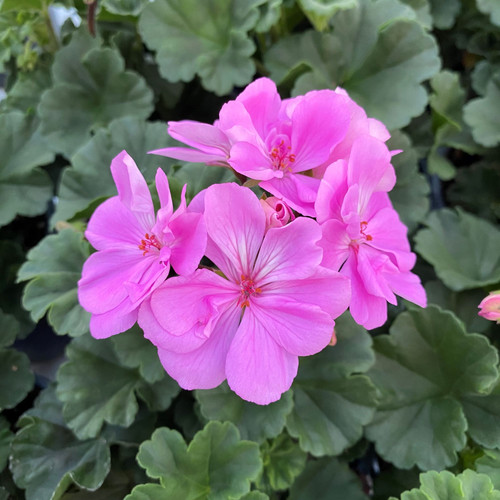 Geranium, Tango Lavender - 1206 | GREENHOUSE EFFECTS