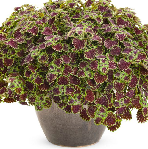 Coleus, Colorblaze Chocolate Drop - 1123 | GREENHOUSE EFFECTS