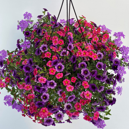 Hanging Basket: Grape Punch, Cherry Star, Verbena Violet Ice - 1011 ...