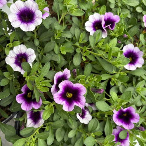 Superbells, Blue Moon Punch - 2317 | GREENHOUSE EFFECTS