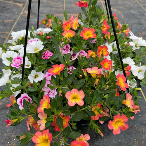 Hanging Basket: Coral Sun, White, Double Smitten Pink - 1029 ...