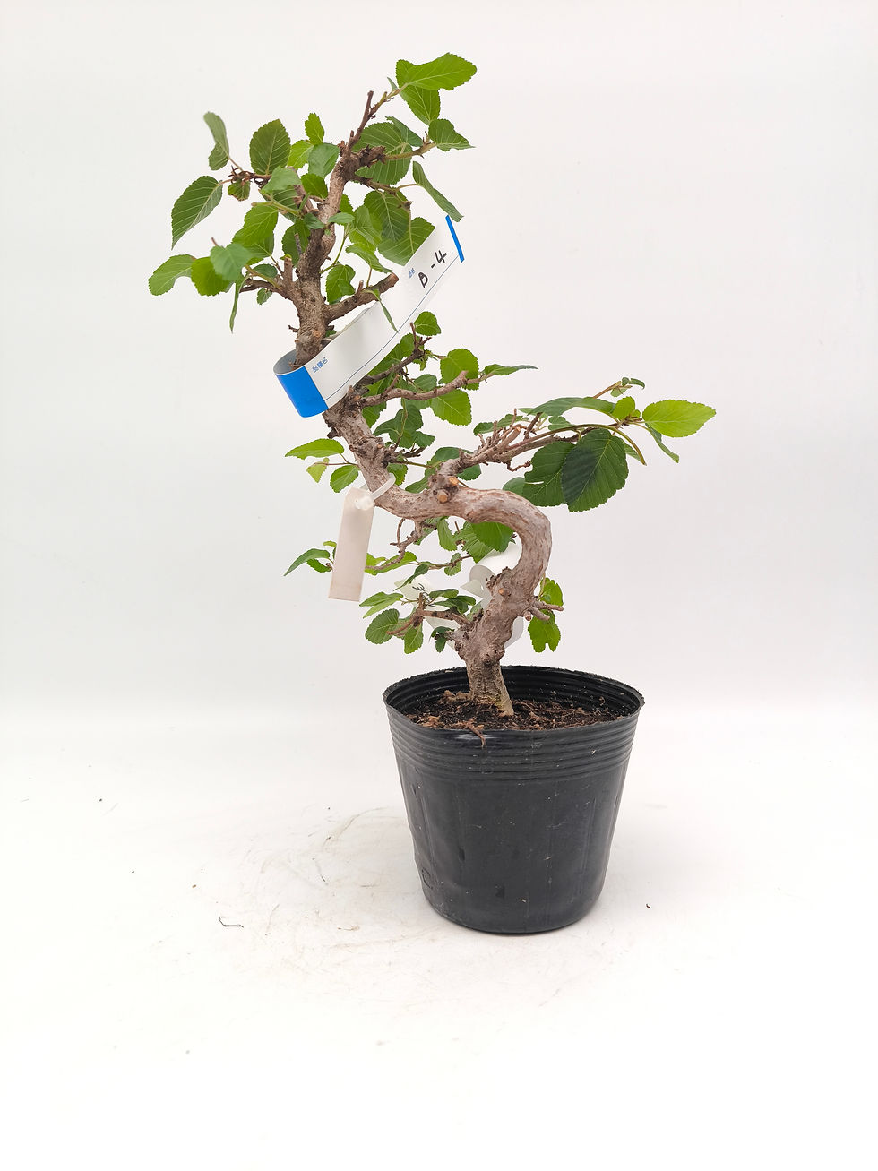 Koreanische Hainbuche - Carpinus coreana, Bonsai/ Rohling | Black Label ...