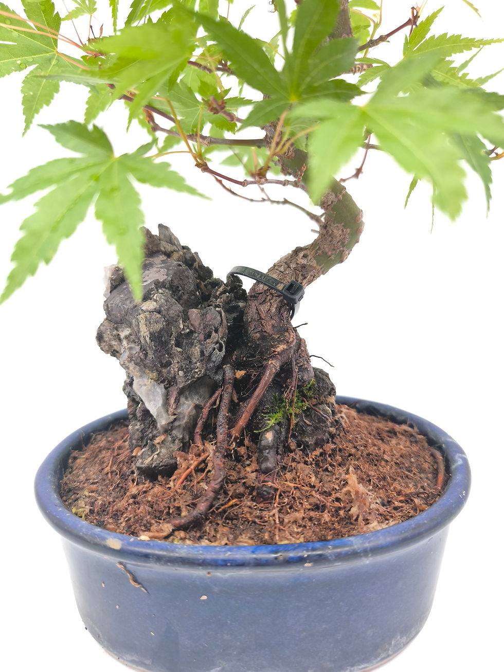 Fächerahorn - Acer palmatum, Bonsai/ Rohling | Black Label Bonsai