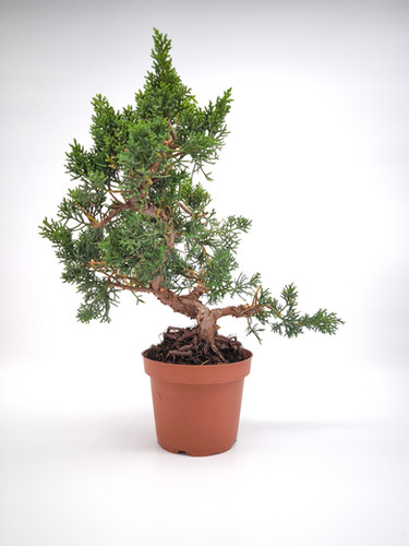 Chinesischer Wacholder - Juniperus chinensis 'Kyushu', 10 Jahre, Bonsai ...