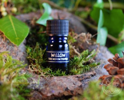 Willow ~ Celtic Tree Wisdom Oil | The Woodsman's Realm