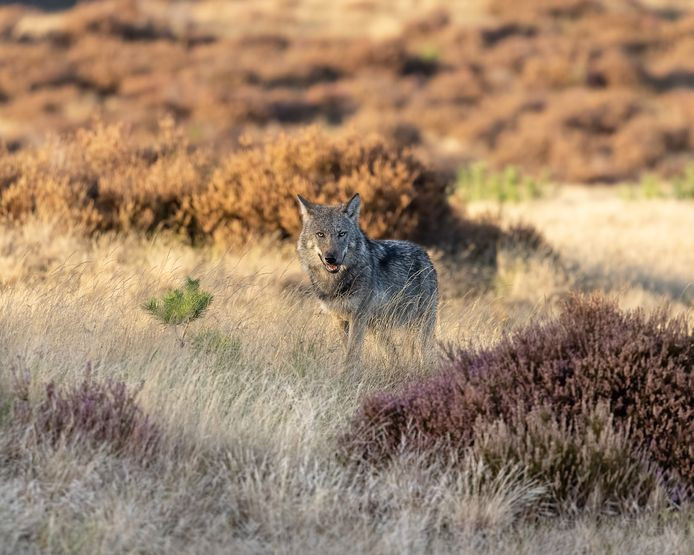 Veluwe - Spot de wolf!