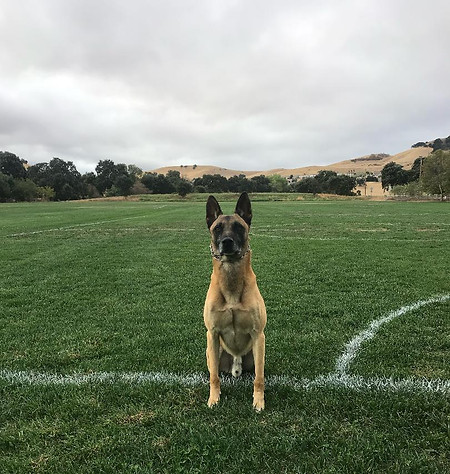 Retired K9s | CPDK9 Association