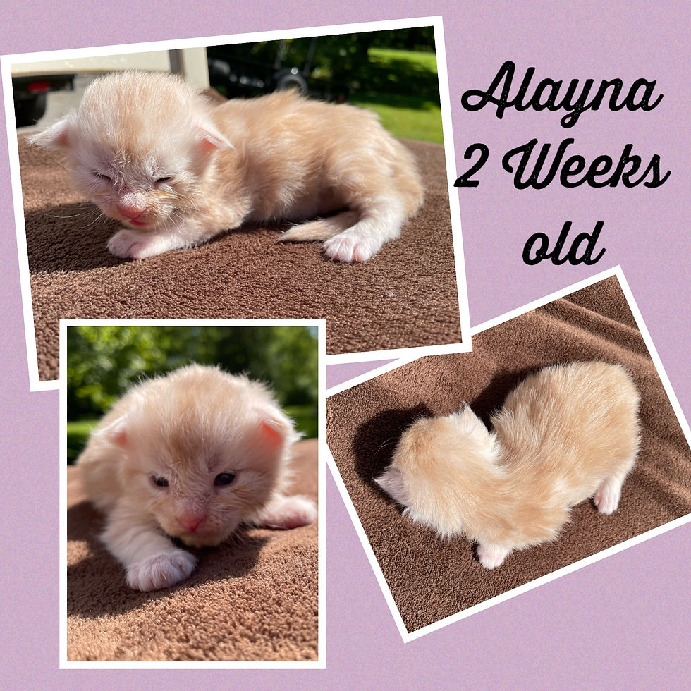 Kittens Available | Maine Coons